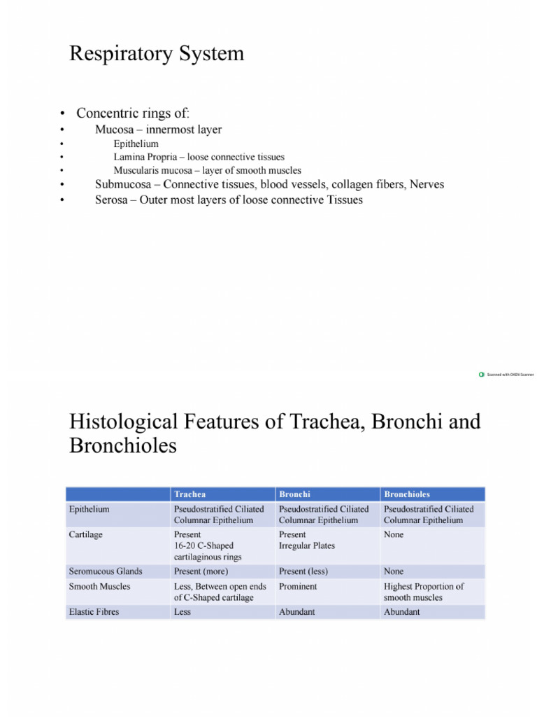 Respiratory System | PDF
