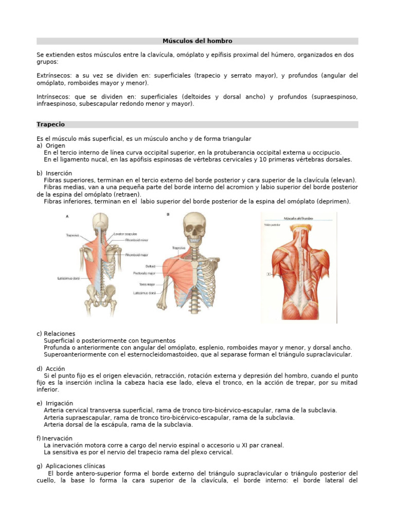 MsTs Miología | PDF | Mano | Hombro