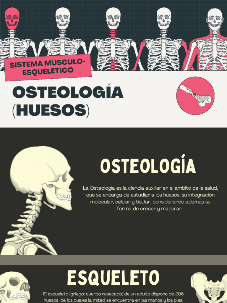 Introducción a la Osteología y Huesos | PDF | Hueso | Vértebra