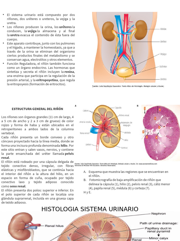 Sistema Urinario.histologia. | PDF | Riñón | Anatomía