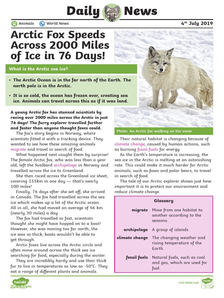 Arctic Fox's 2000-Mile Journey in 76 Days | PDF | Arctic | Ice