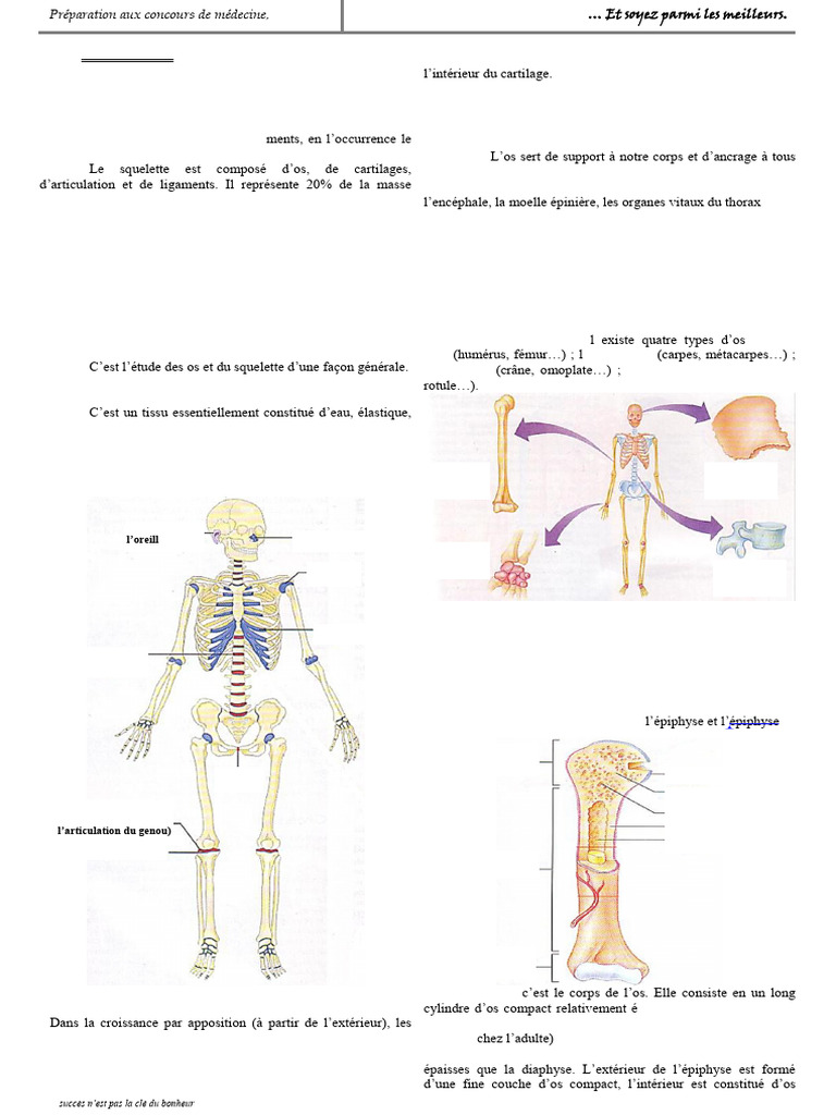 Anatomie du système locomoteur humain | PDF | Muscle | Os