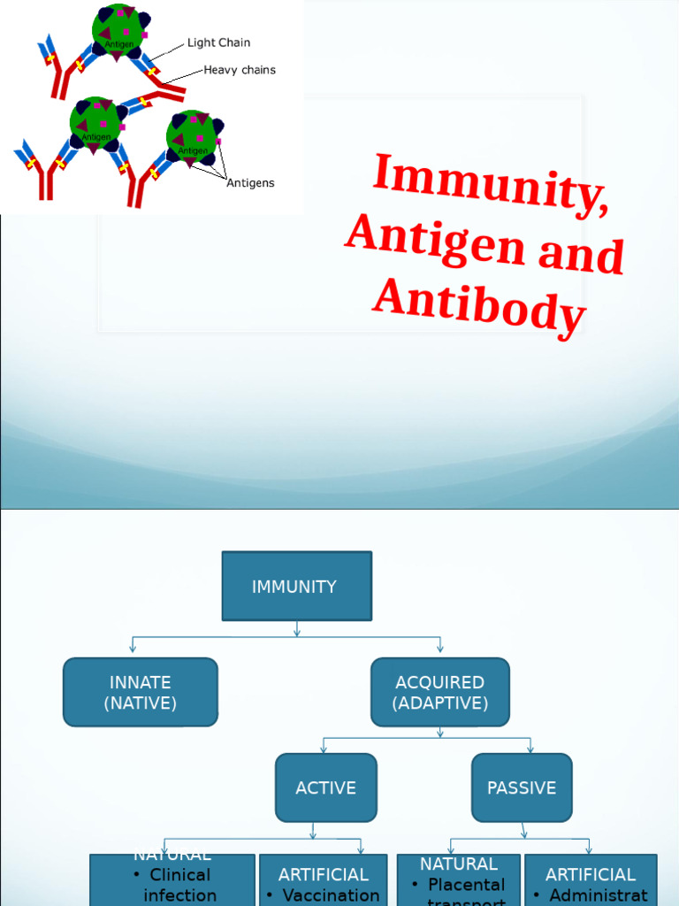 Antigen, Antibody, Immunity BSC | PDF | Immune System | Antibody