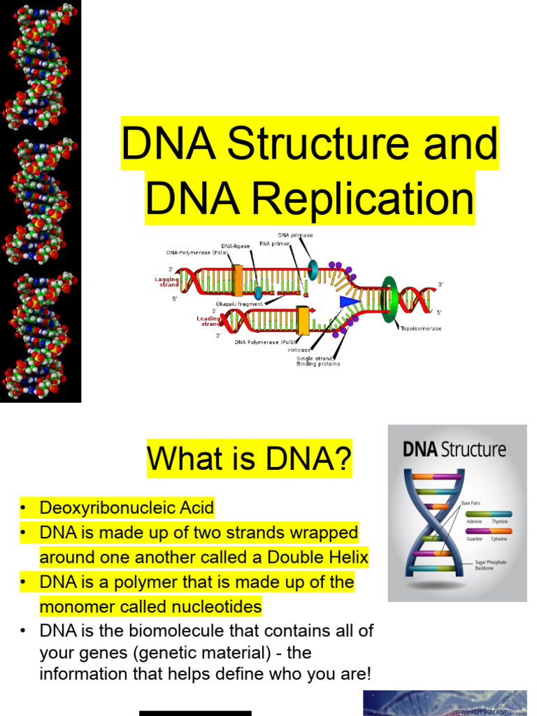DNA Structure and Replication Overview | PDF | Dna | Dna Replication