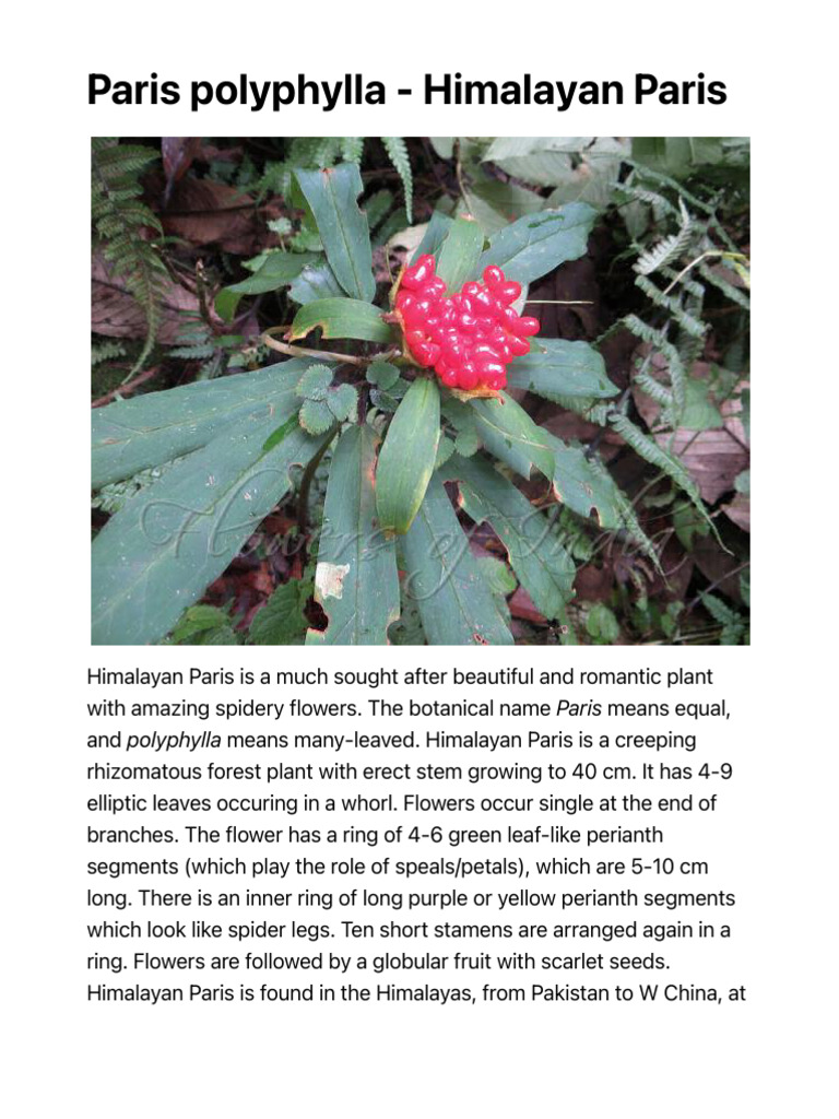 Himalayan Paris: Medicinal Plant Guide | PDF