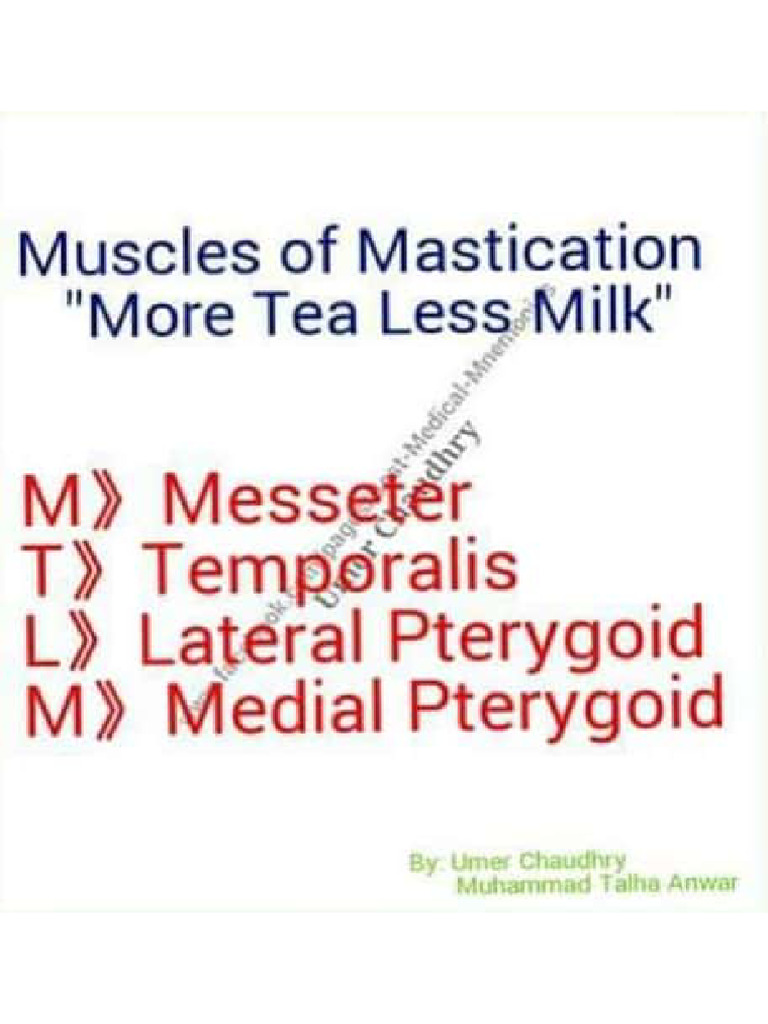 Anatomy Mnemonics 2nd Year | PDF