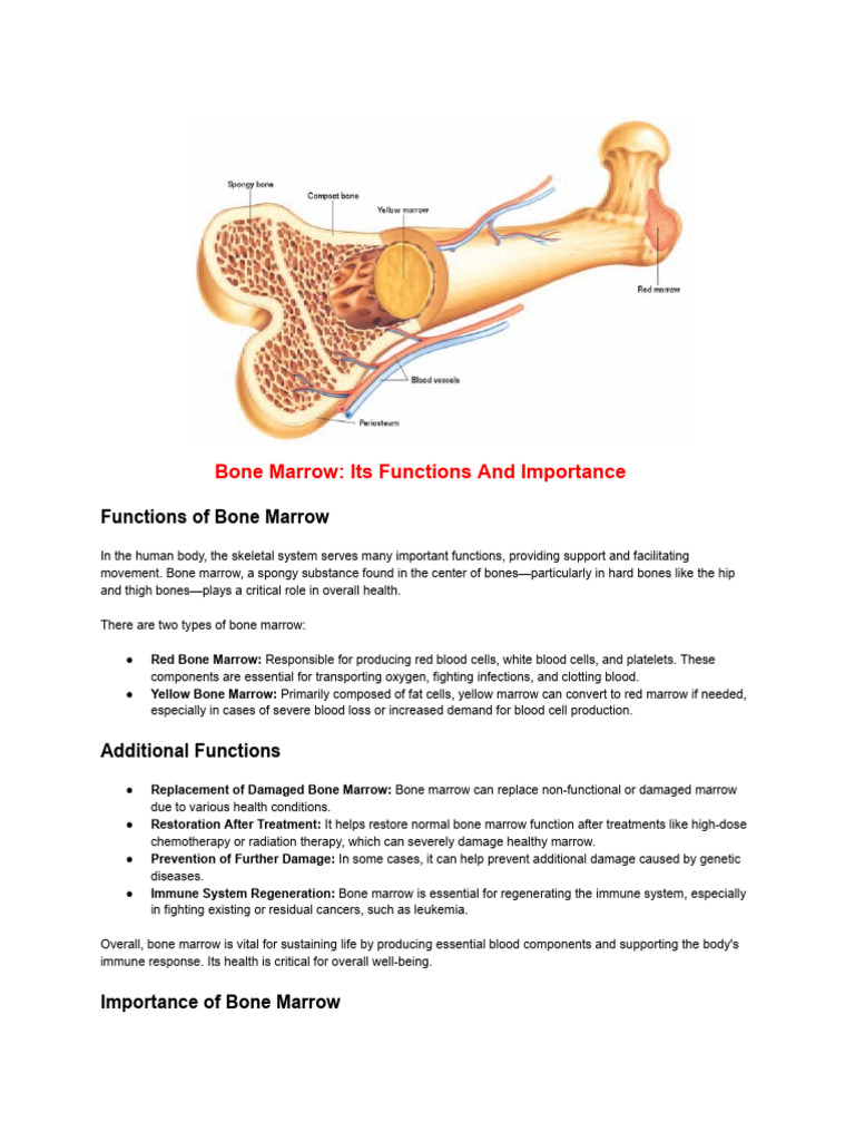 Bone Marrow_ Its Functions And Importance | PDF | Bone Marrow | Leukemia