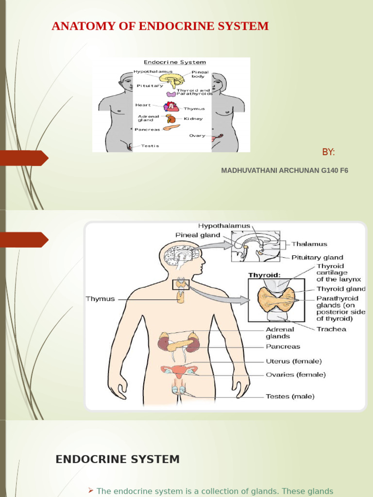 Anatomy of Endocrine System | PDF | Ovary | Pancreas