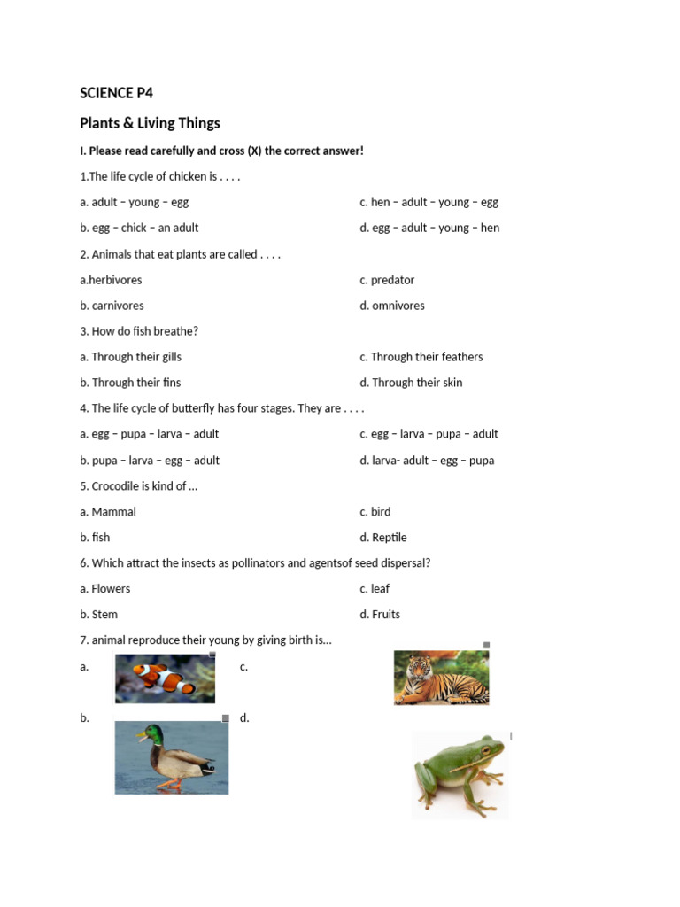 Science (Quiz in English) Primary 4 Life Cycle | PDF | Leaf | Plants