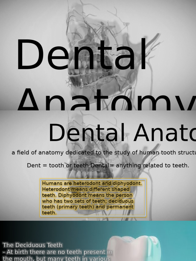 Dental Anatomy Lecture 1 / First Stage Dentistry | PDF | Dental Anatomy ...