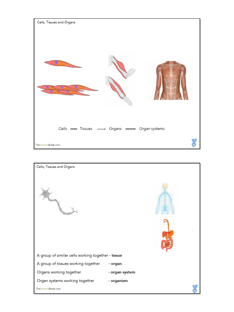 KS3 Biology - Cells Tissues and Organs Work Along Sheet | PDF