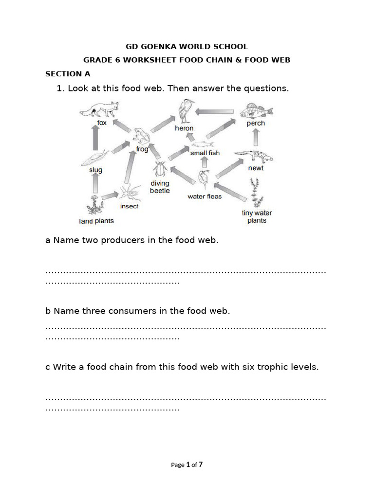 G6 - WORKSHEET FOOD CHAIN February 2025 | PDF | Food Web | Zoology