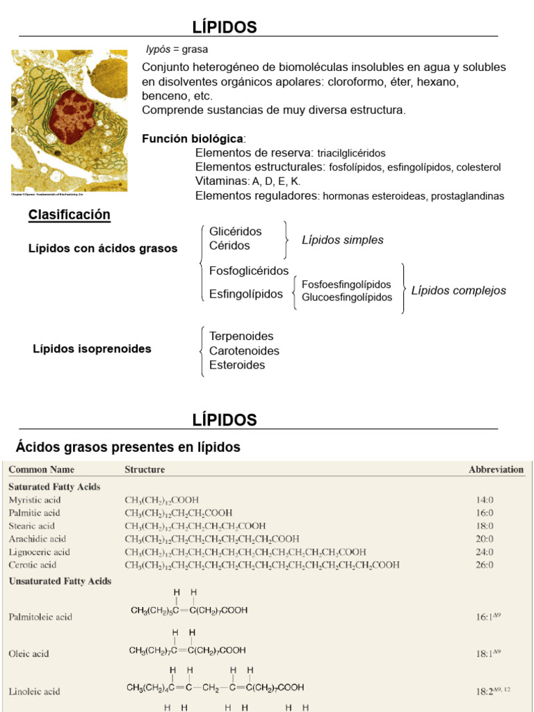 Clasificación y funciones de los lípidos | PDF | Lípido | Fosfolípido
