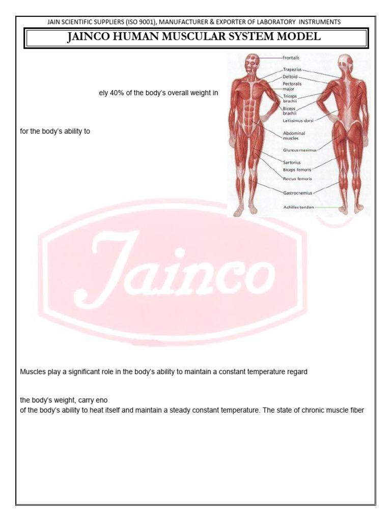 MUSCULAR SYSTEM | PDF | Muscle | Skeletal Muscle