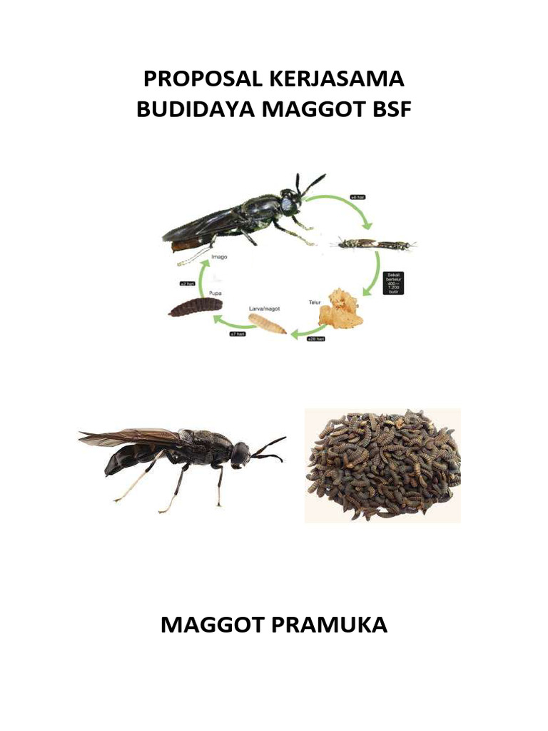 Budidaya Maggot BSF untuk Pakan Ternak | PDF