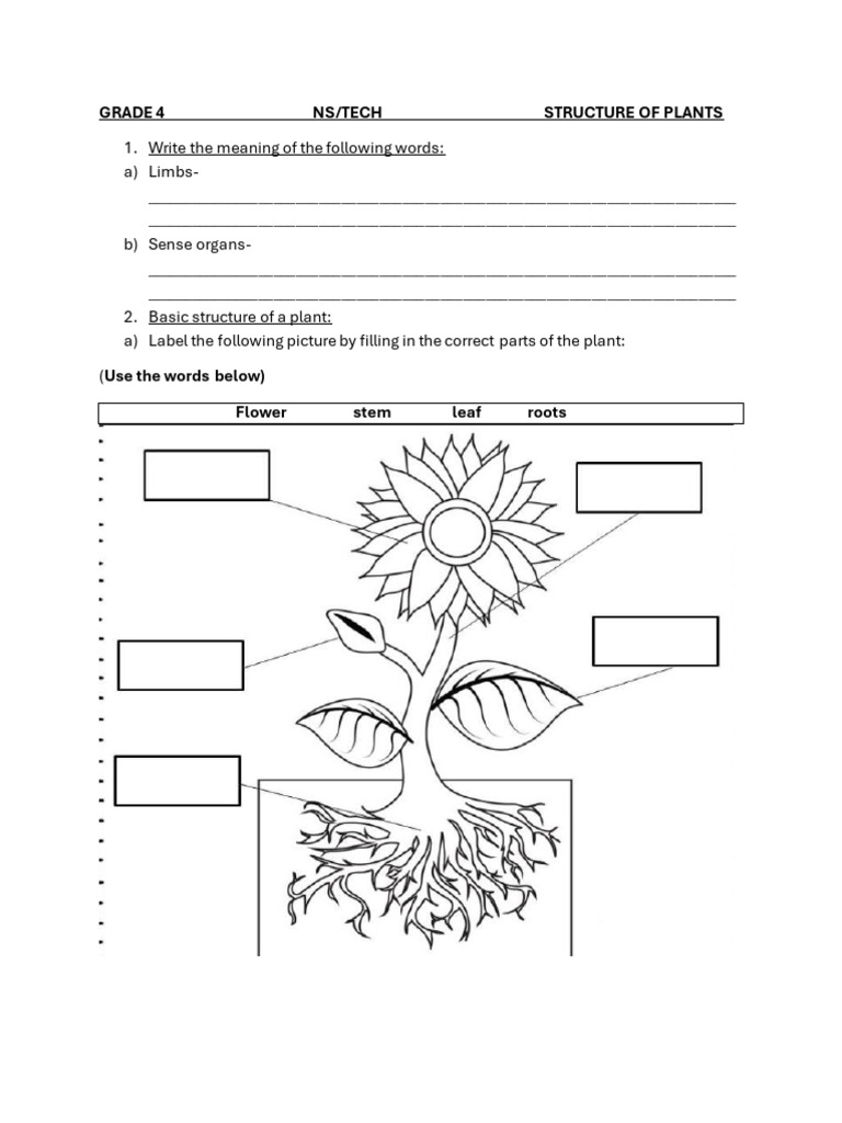 structure of plants ws | PDF