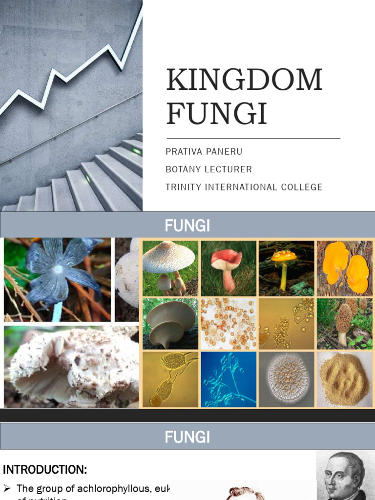 KINGDOM FUNGI | PDF | Fungus | Sexual Reproduction