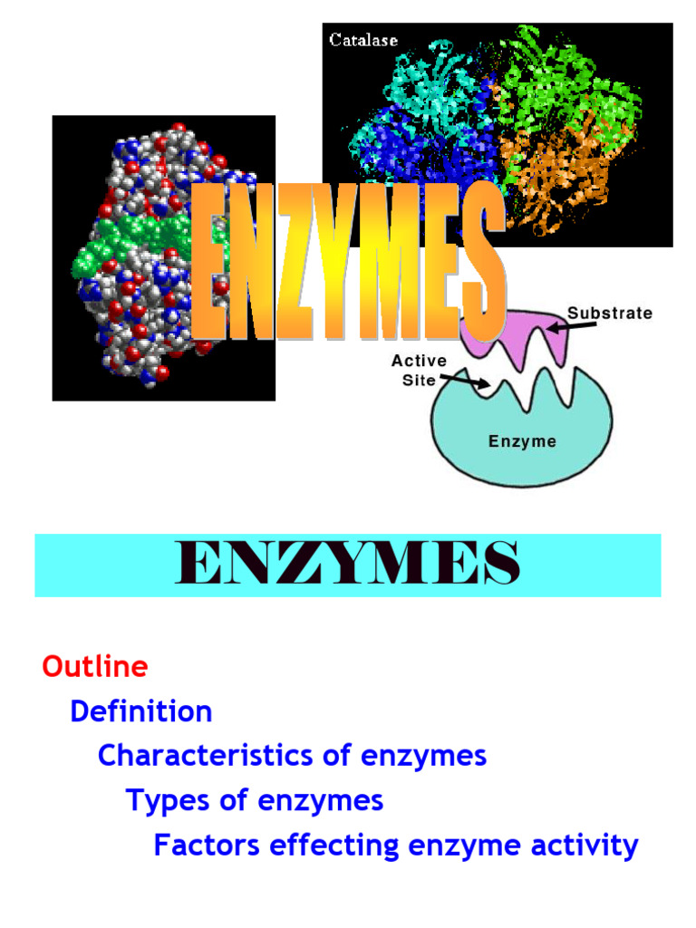 Chapter 9. Enzymes | PDF | Enzyme Inhibitor | Enzyme