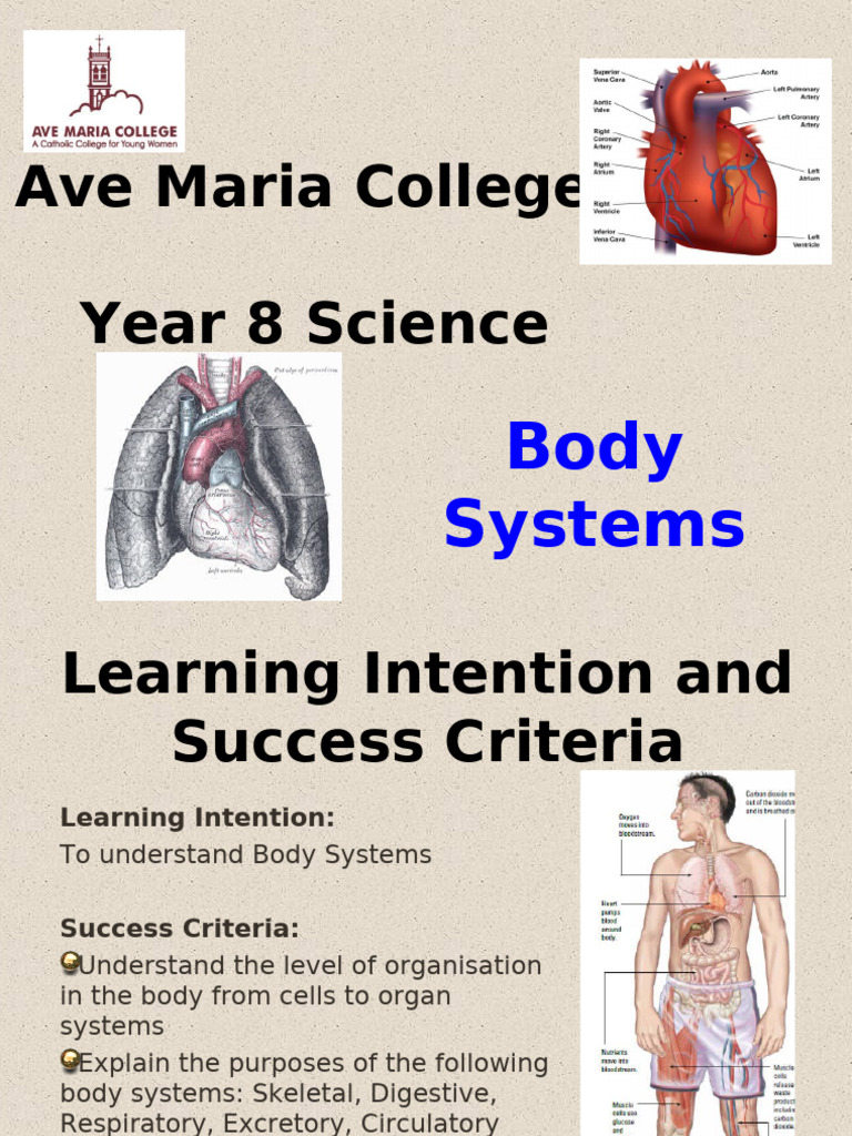 Year 8 Body Systems Overview | PDF | Stomach | Digestion