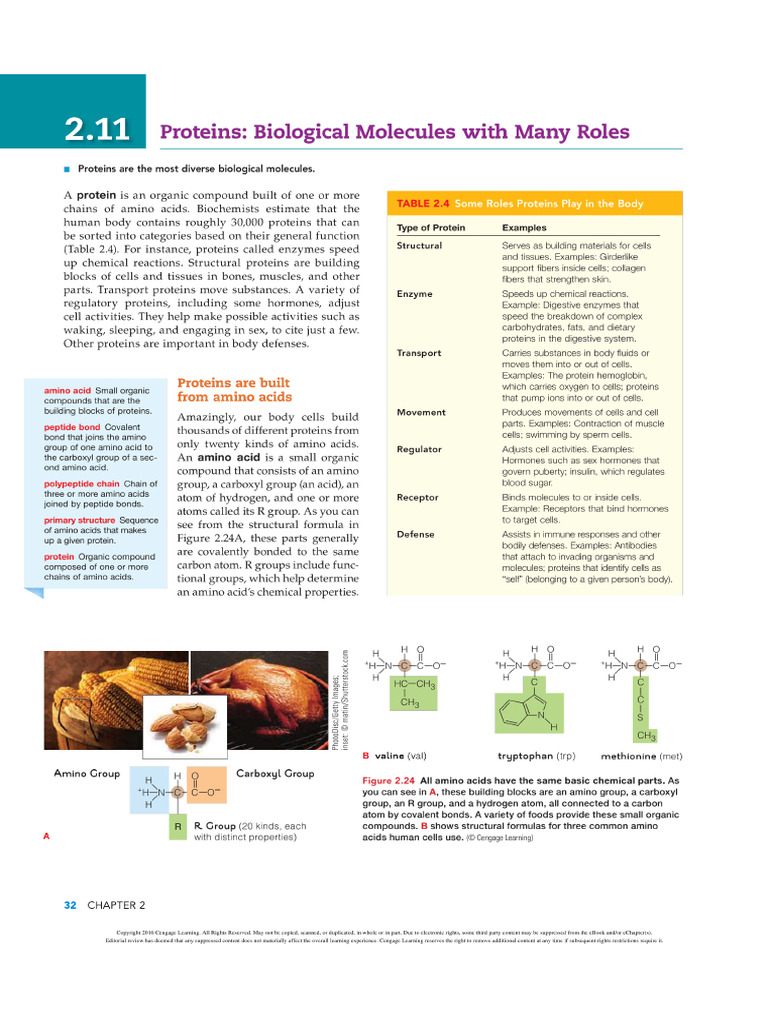 Proteins - Biological Molecules With Diverse Roles | PDF