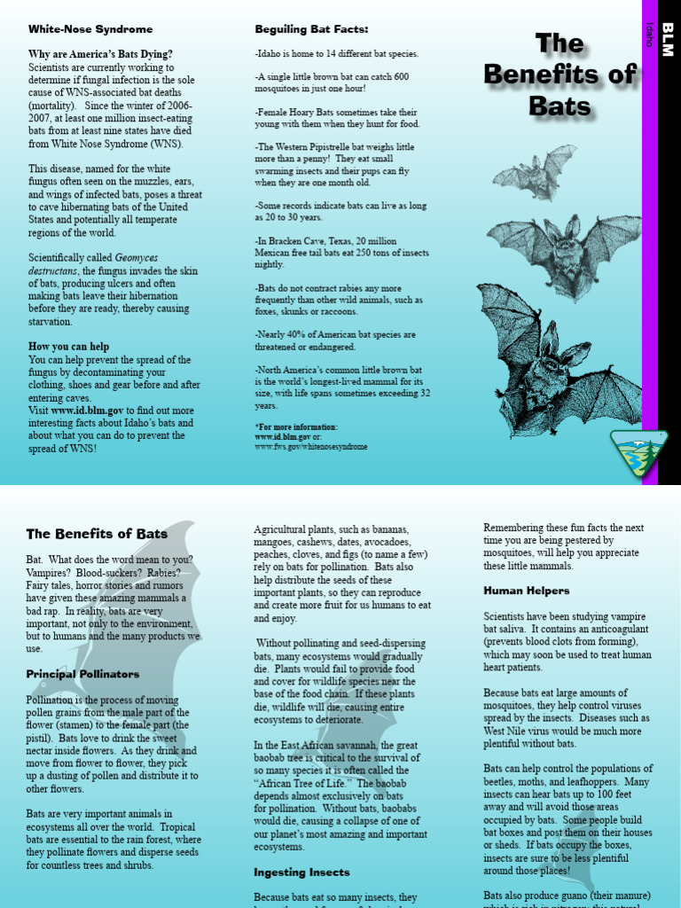 benefits_of_bats_brochure | PDF | Bat | Pollination