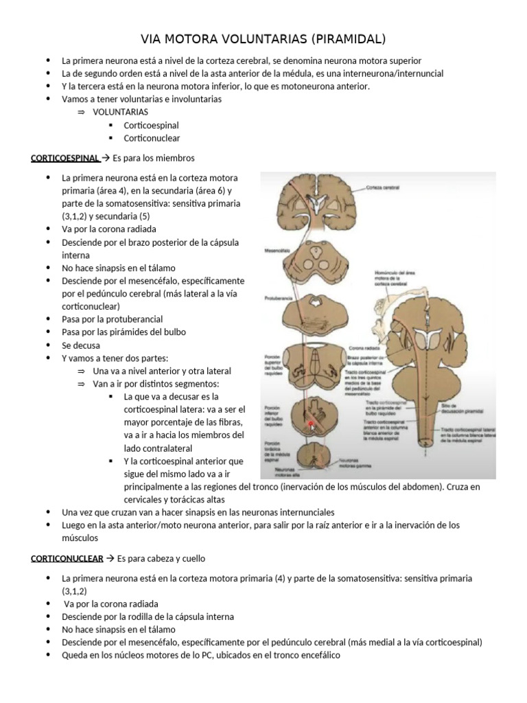 Via Motora Voluntarias | PDF | Neurona motora | Neuroanatomía