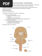 Tracto Rubroespinal | PDF | Cerebro | Neuroanatomía