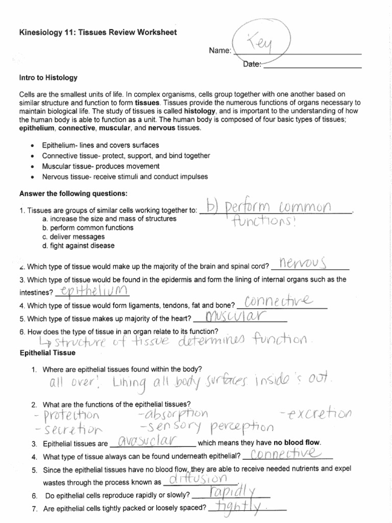 Tissues Sheet Key | PDF