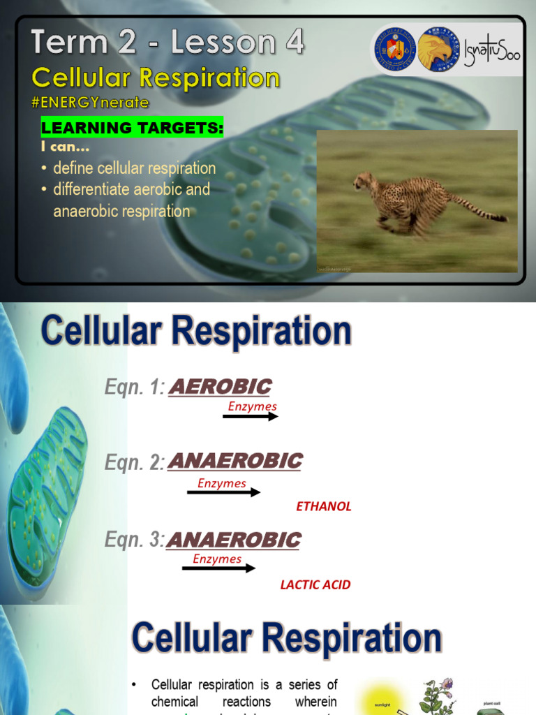 PPT for Lesson 2.4 - Cellular Respiration copy | PDF | Cellular ...