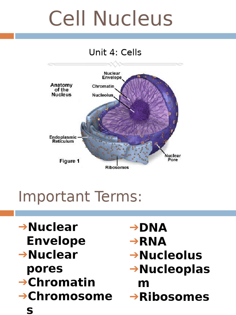 Unit 4 - Cells - Cell Nucleus | PDF | Cell Nucleus | Cell (Biology)