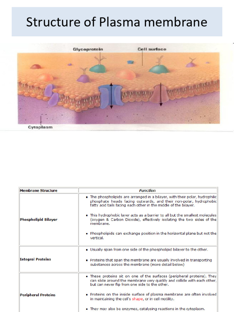 2A - Plasma Membrane Slides | PDF