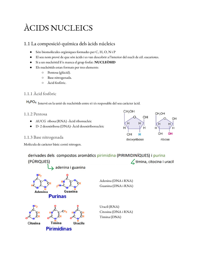 Àcids Nucleics | PDF