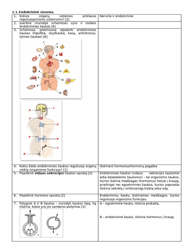 endokrinine sistema klausimynas | PDF