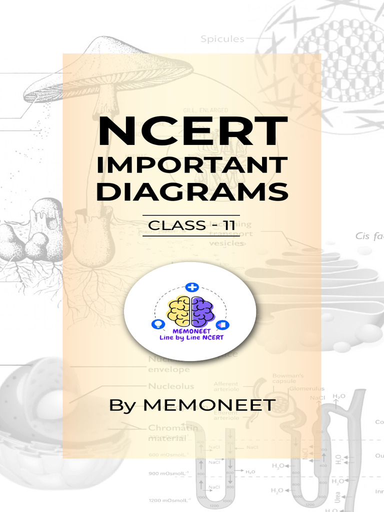 Class 11 Biology Important Diagrams | PDF | Leaf | Bacteria