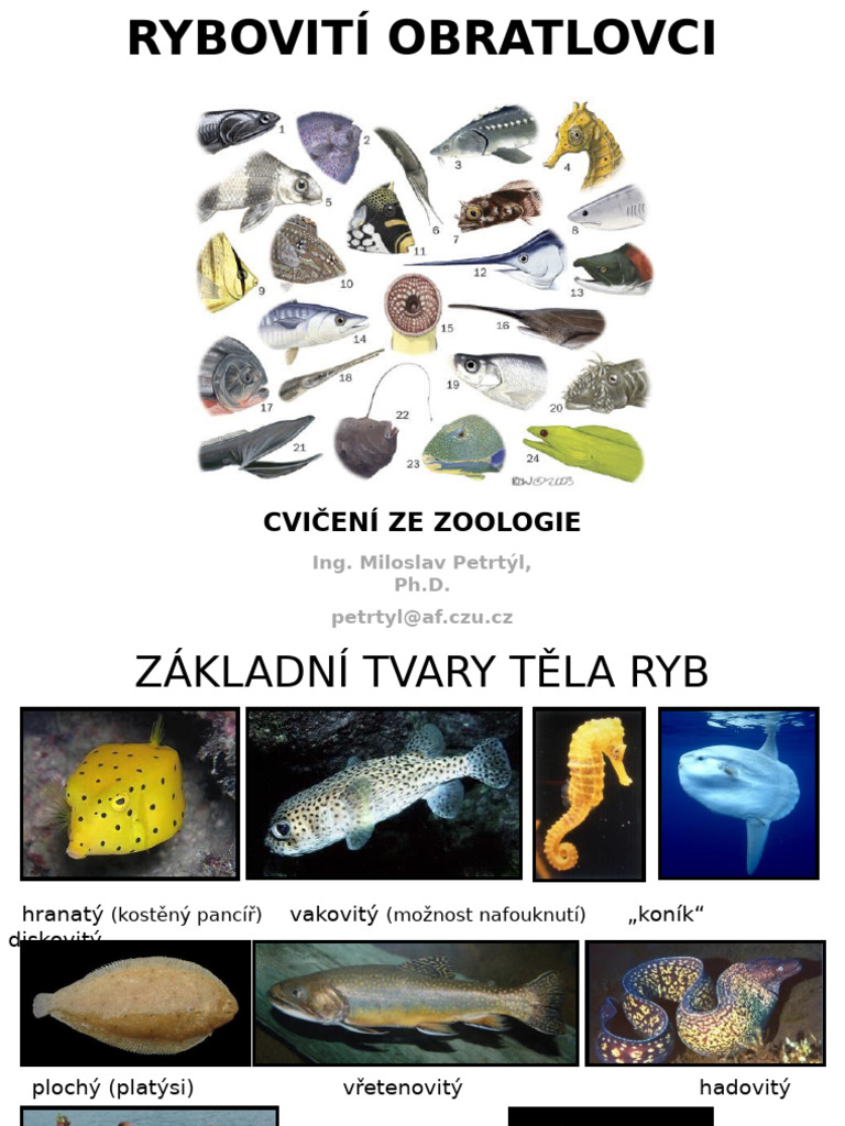 09_RYBY_ZOO_2023_cviceni | PDF