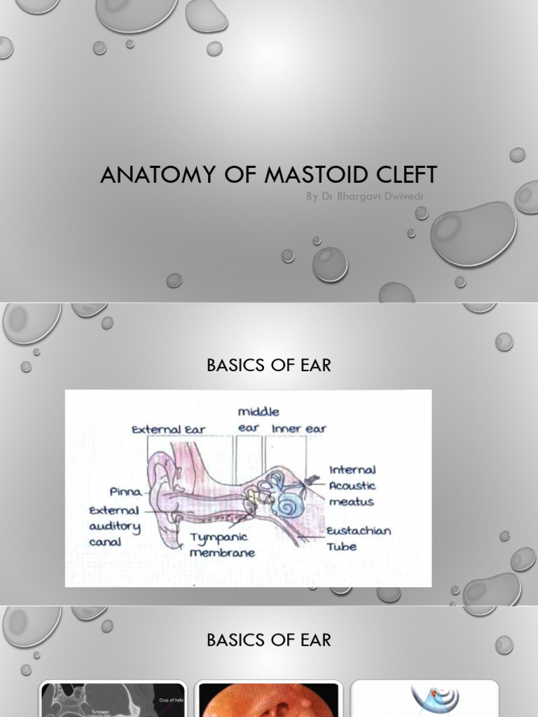 Anatomy of Mastoid Cleft & Ear Basics | PDF | Ear | Auditory System