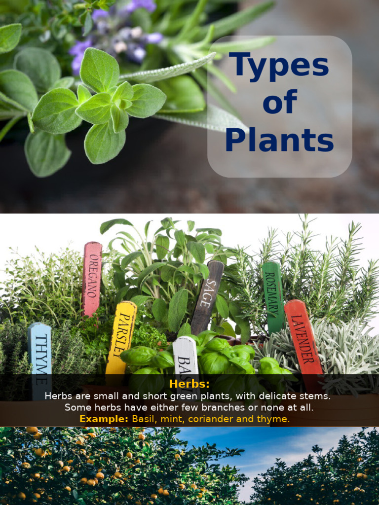 Types of Plants: Herbs, Shrubs, Trees | PDF
