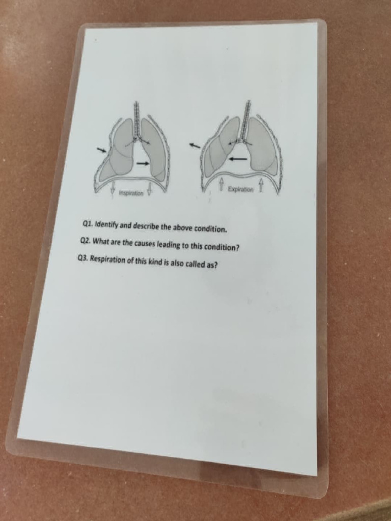 Anat Clinical Questions 230614 212224 | PDF