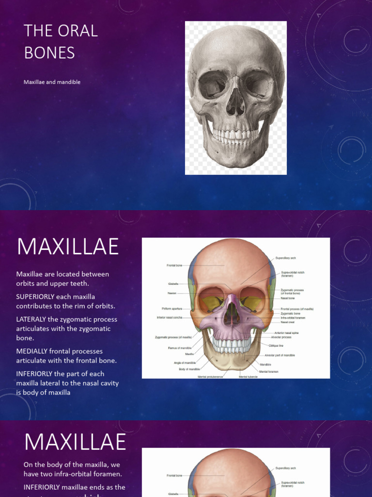 The Oral Bones | PDF