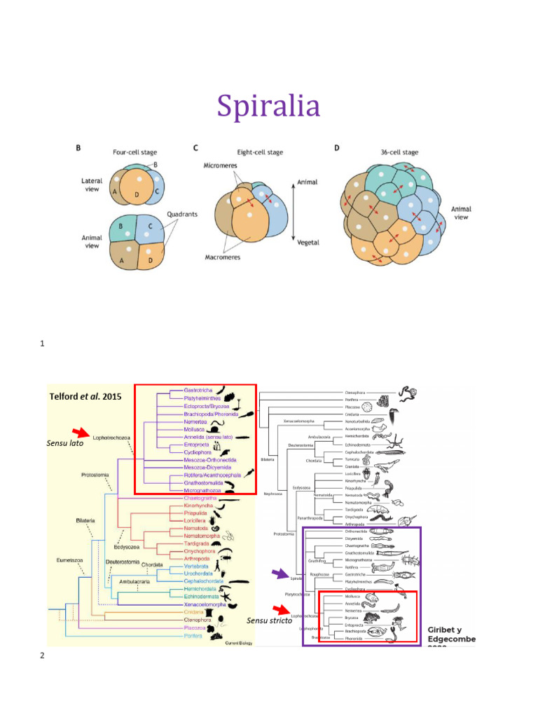 10. Protosotmia - Spiralia - Gnathifera | PDF | Zoología | Biología