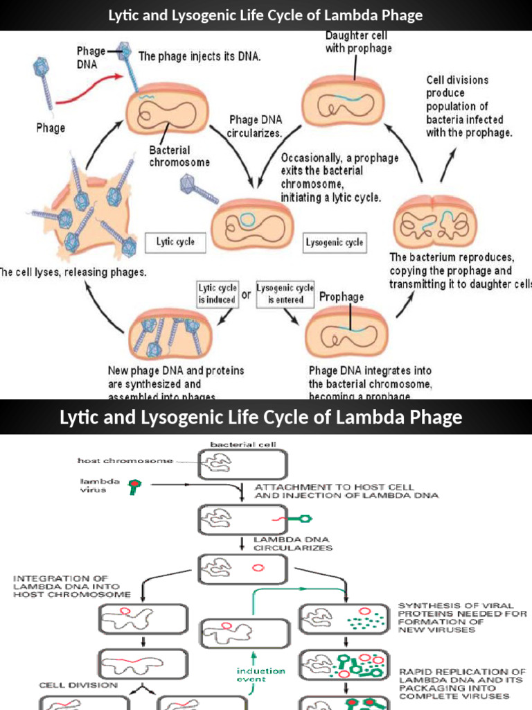 Lytic and Lysogenci Life Cycle of Lambda Phage | PDF
