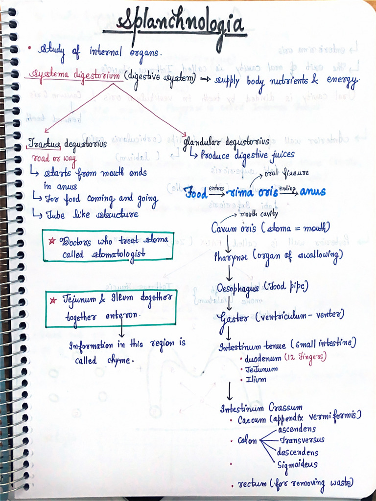 Anatomy Notes | PDF