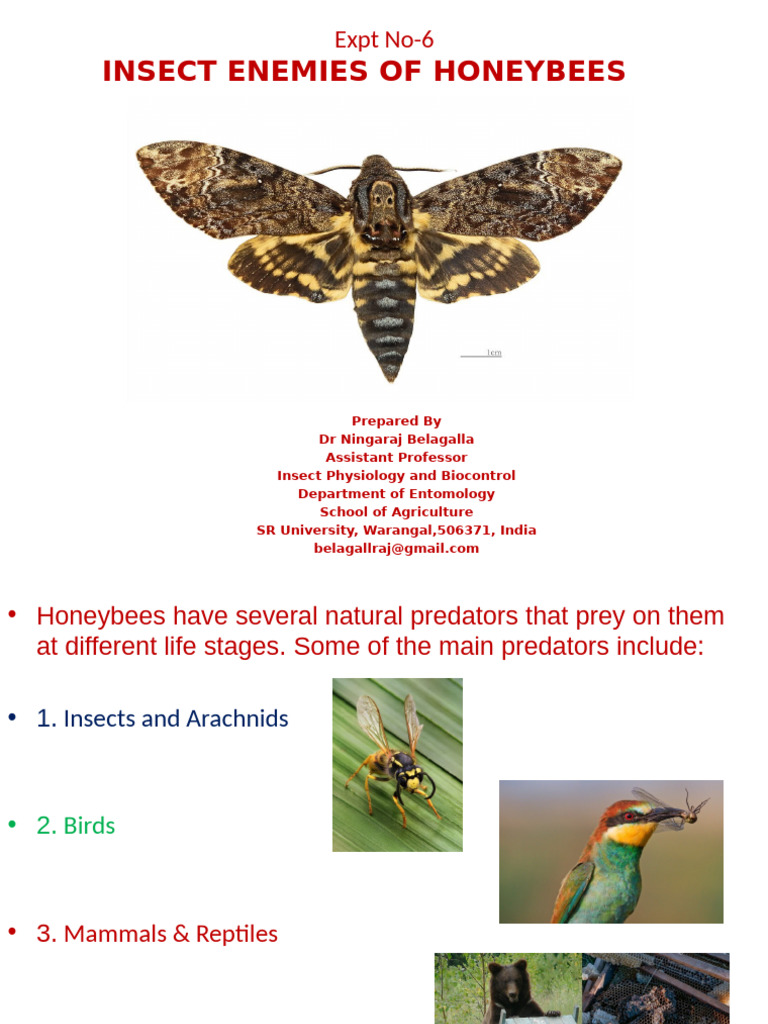 Insect Enemies of Honey Bees | PDF | Honey Bee | Bees