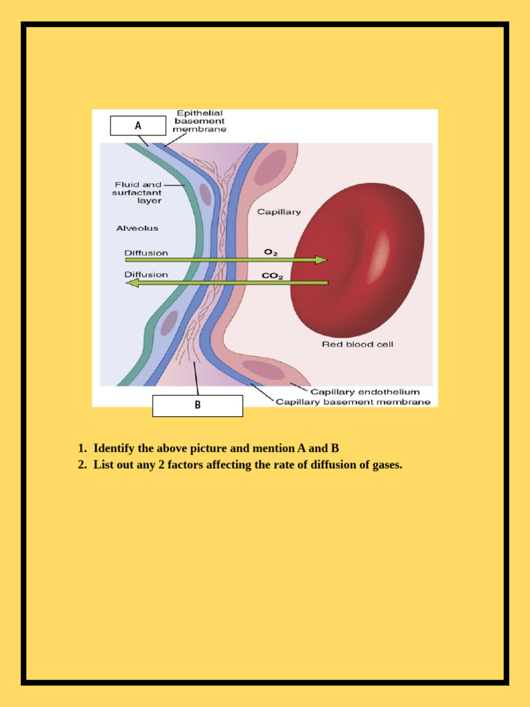 Respiratory System Charts Pdf Respiratory Diseases Respiratory System