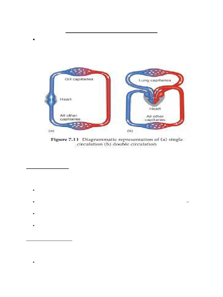 Blood Circulation in Mammals Explained | PDF | Circulatory System ...