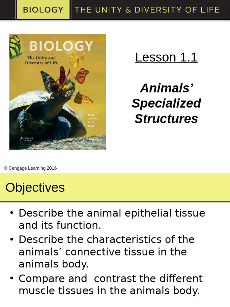 Animals Specialized Structures | PDF | Connective Tissue | Epithelium