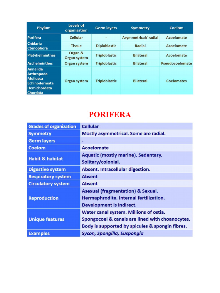 Invertebrate Animal Phyla Overview | PDF