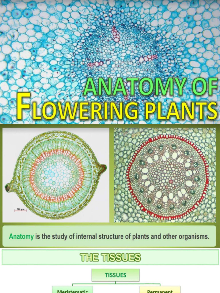 Anatomy of Flowering Plant | PDF