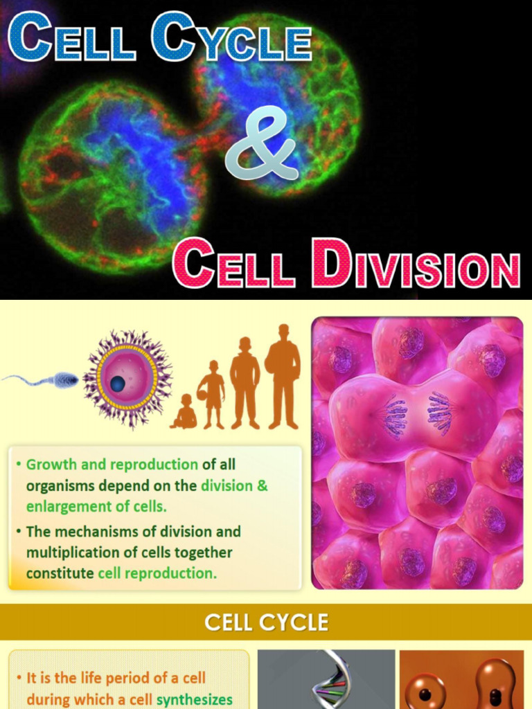 10 Cell Cycle and Cell Division | PDF