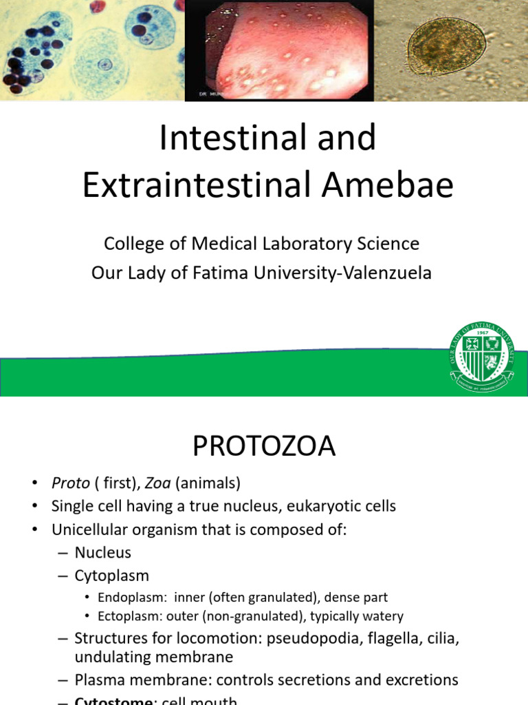 2 Parasitic Amoeba | PDF